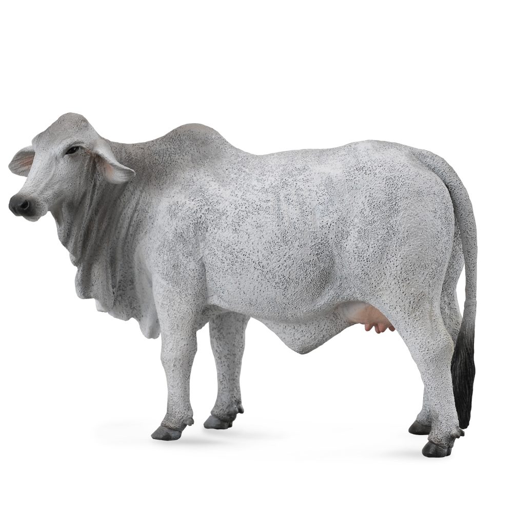 Brahman Cow Figurine | CollectA Collectable Animal Figures – Bigjigs Toys