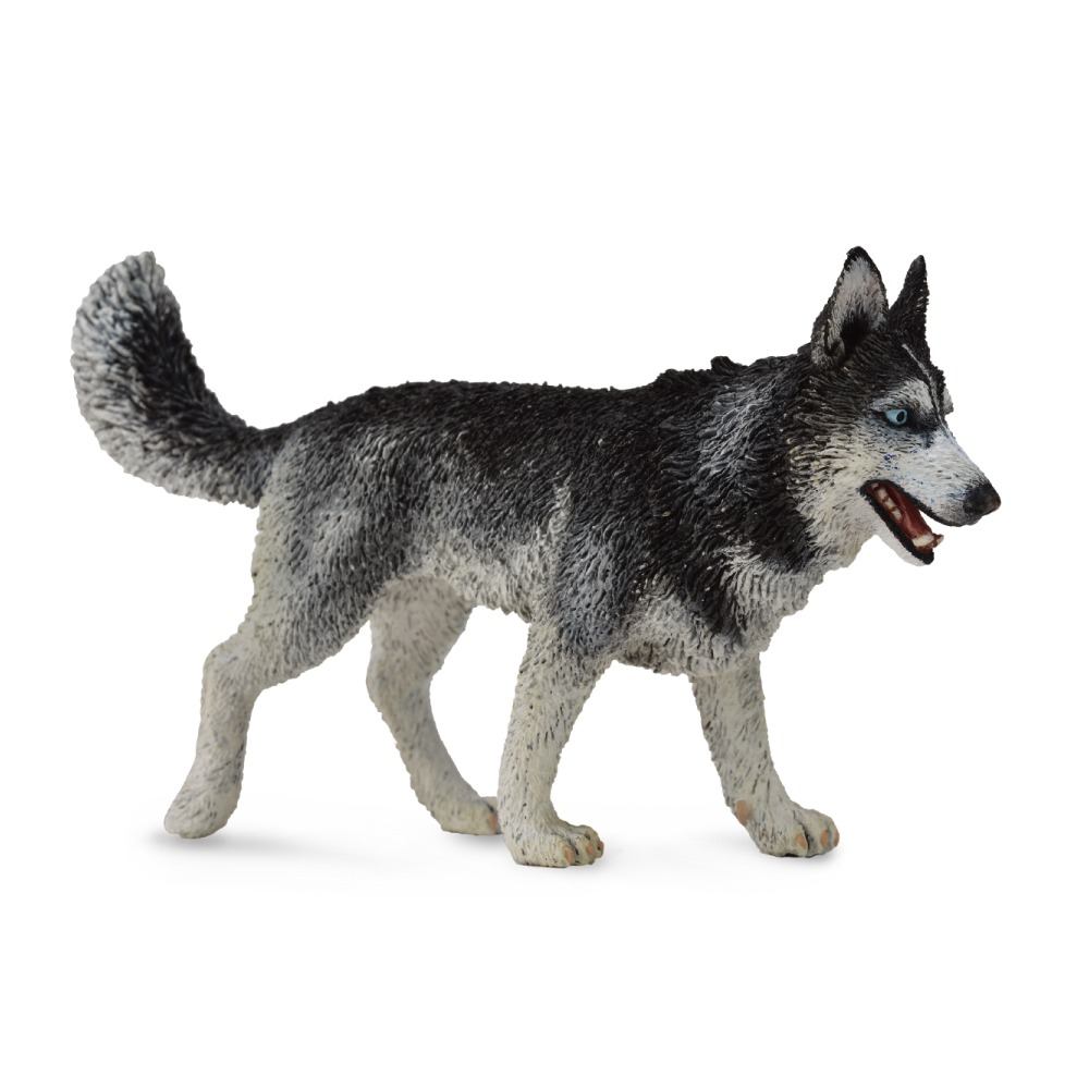 Siberian Husky Figurine | CollectA Collectable Animal Figure – Bigjigs Toys